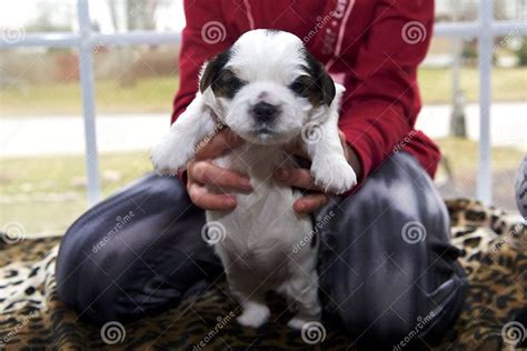 Perrito Blanco Y Negro Que Es Soportado Foto De Archivo Imagen De