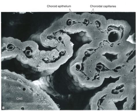 CSF Secretion And Blood Brain Barrier Flashcards Quizlet