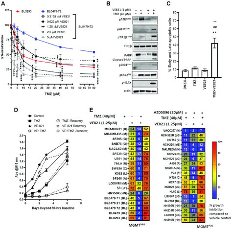ATR Inhibition In Combination With TMZ Induces Persistent DNA Damage