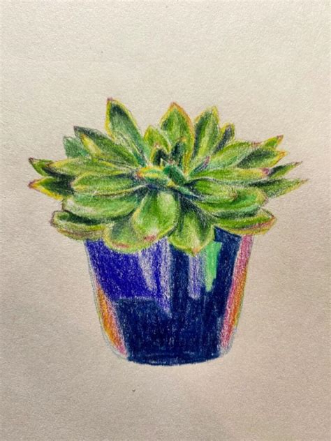 20 Easy Succulent Drawing Ideas Draw A Succulent