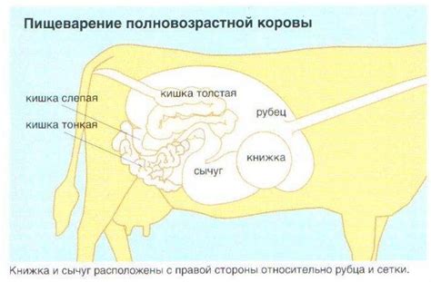 Желудок коровы строение фото