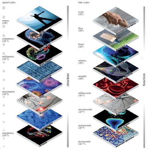 3 Illustration Of Brain As A Multi Scale Spatial And Temporal Organ Download Scientific