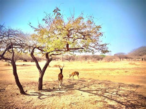 3 Best Safari Tours In Gujarat Pt