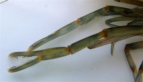 Macrobrachium Lepidactylus Hilgendorf 1879