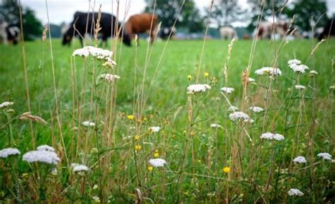 Verdiepingscursus Stikstof In De Landbouw Wur