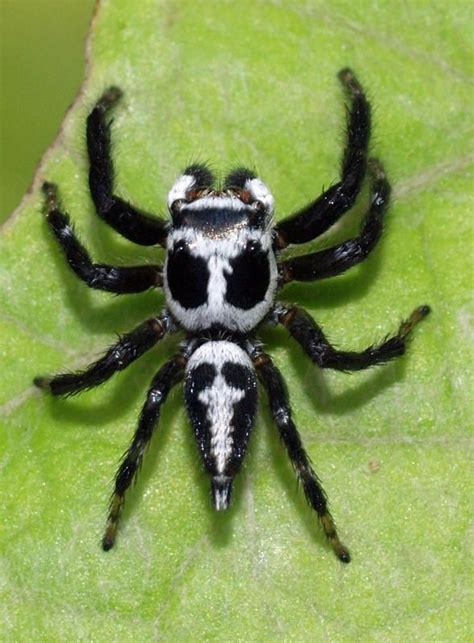 Happy Bugsjack Skellington Spider Cool Insects Bugs And Insects