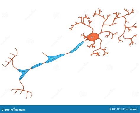 Cellule Nerveuse Illustration Stock Illustration Du Axone 8531179
