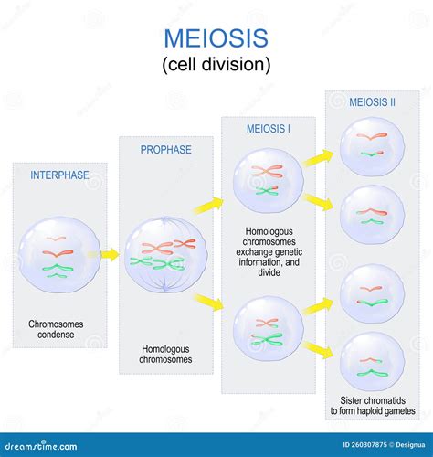 Meiosis Cell Division For Produce The Gametes Such As Sperm Or Egg