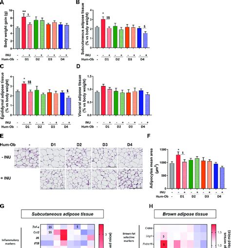 Differential Response On Body Weight Gain And Adiposity With Inulin In