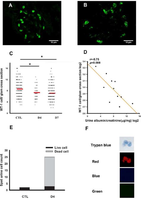 Decrease In Glomerular Podocyte Number And Increase In Urinary