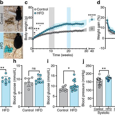 Long Term High Fat Diet Hfd Causes Severe Obesity In C57bl6jrj Mice