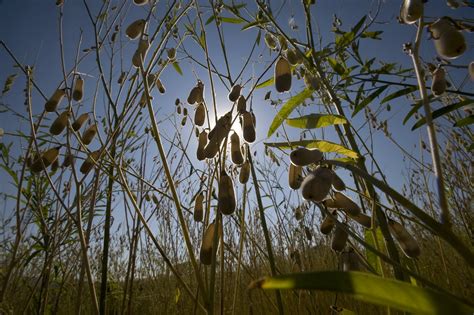 News Sustainable And Circular Bioeconomy For Food Systems