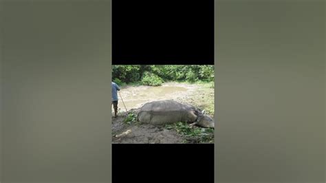चितवन राष्ट्रिय निकुञ्जमा साउनयता १० वटा गैंडा मृत फेला कात्तिकमा