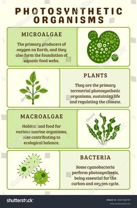 Photosynthetic Organisms Plants Microalgae Macroalgae Bacteria Stock