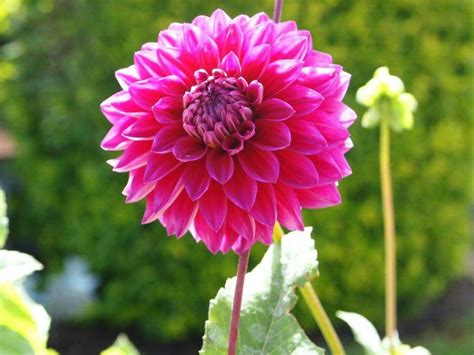 Dahlia Pretty Flowers Flowers Plants