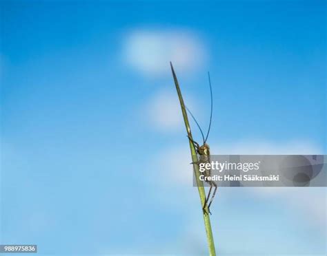Dragonfly Grasshopper Photos And Premium High Res Pictures Getty Images