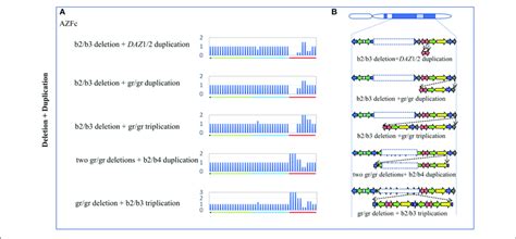 Complex Cnvs Deletion Duplication In Azf Regions Of The Human Y