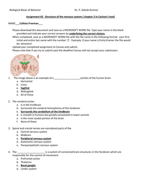 Nervous System Structure Assignment Brain Anatomy