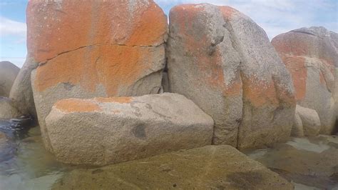 Tassie Youtube