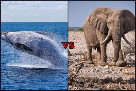 Blue Whale Vs Elephant Who Is Stronger Compared Howitsee