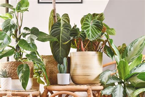 8 Reasons Your Pothos Is Dying And How To Save It