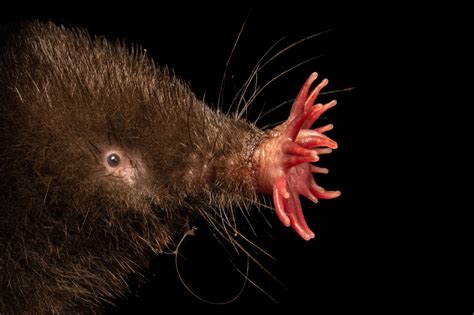 Star Nosed Mole Condylura Cristata Parva Joel Sartore