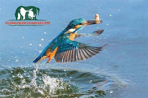 Chim Bói Cá Ăn Những Gì Sống ở đâu Có Nên Nuôi Không