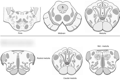 Brainstem Cross Sections Diagram Quizlet