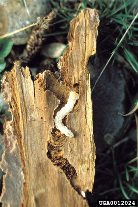 Steelblue Jewel Beetle Larva Phaenops Cyanea 비단벌레과 애벌레유럽
