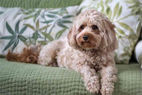 Cavapoo Lifespan How Long Do Cavapoos Live