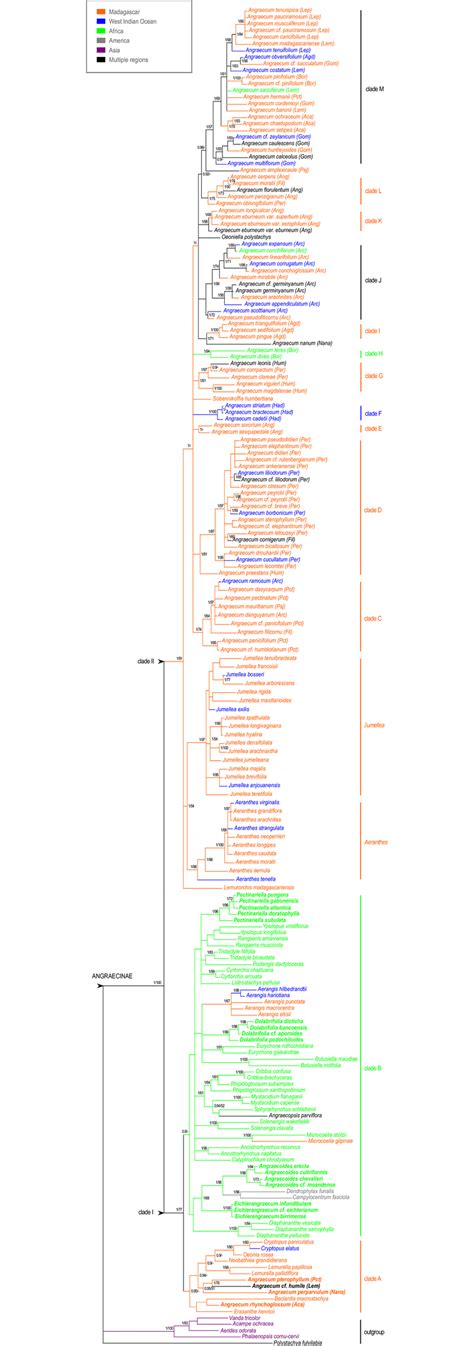 Phylogenetic Relationships Within Subtribe Angraecinae 50 Bayesian Download Scientific