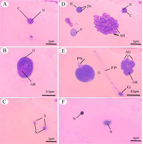 Light Micrographs Show Hemocytes Of Adult Biomphalaria Alexandrina