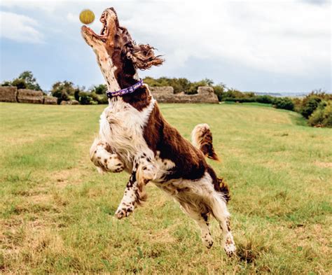 내 가족이 되어주개 엄청 다양한 품종