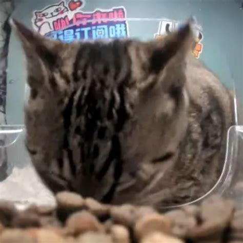 Ms Onion Ring StreetCatWiki