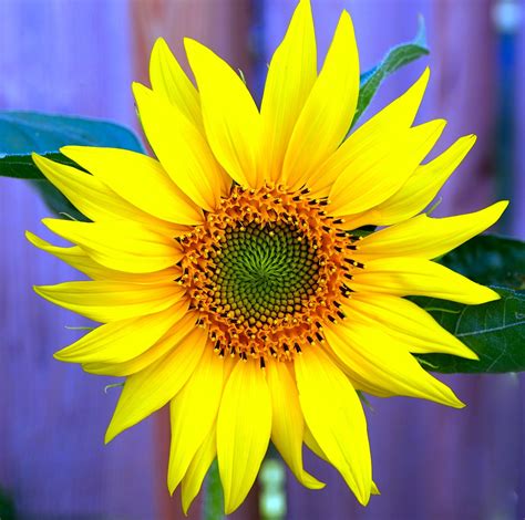 向日葵 开花 盛开 Pixabay上的免费照片 Pixabay