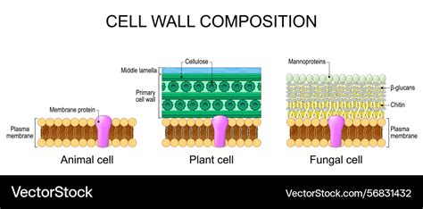 Cell Wall Composition Comparison Structure Vector Image