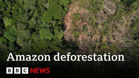 One Fifth Of The Amazon Rainforest Lost To Deforestation Bbc News