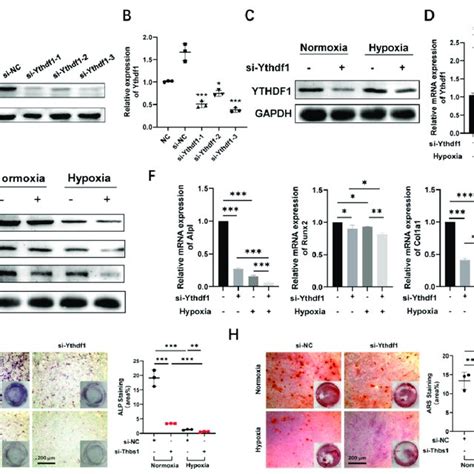 Ythdf1 Promotes Osteogenic Differentiation Under Normoxic And Hypoxic Download Scientific