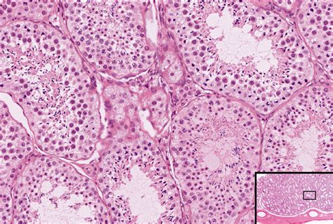 Slide 26 Reproductive System Biol 1694 Lab Review