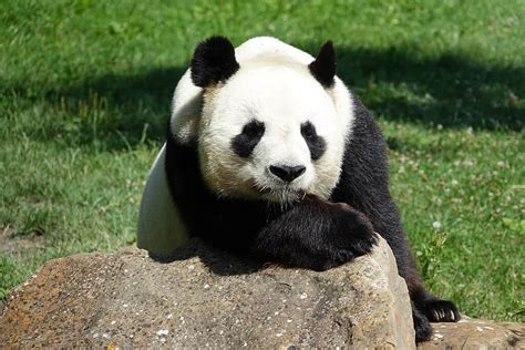 The Worlds Oldest First Time Panda Mother Gives Birth To Hong Kongs