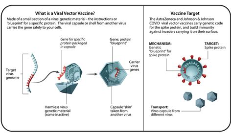 Understanding Six Types Of Vaccine Technologies Pfizer