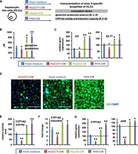 Figure 3 From Human Esc Ipsc Derived Hepatocyte Like Cells Achieve Zone