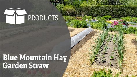 Blue Mountain Hay Garden Straw Youtube