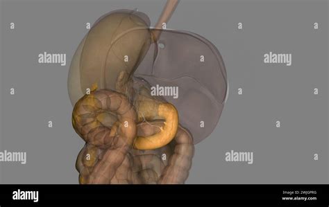 The Duodenum Is The Initial C Shaped Segment Of The Small Intestine And