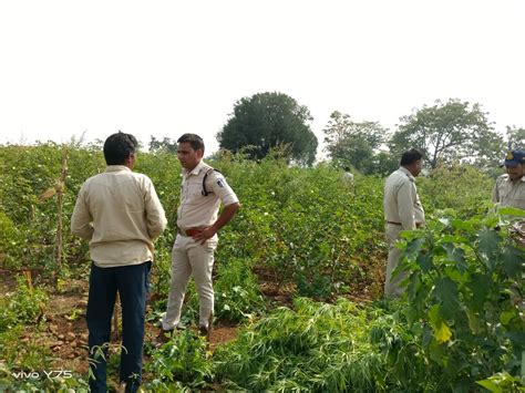 110 Hemp Plants Planted In The Field Confiscated Accused Arrested