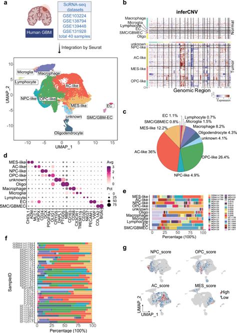Integrated Single Cell Transcriptomic Analyses Reveal That GPNMB High Macrophages Promote PN MES