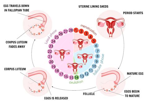 Premium Vector Female Reproductive System Infographic Stages Of The