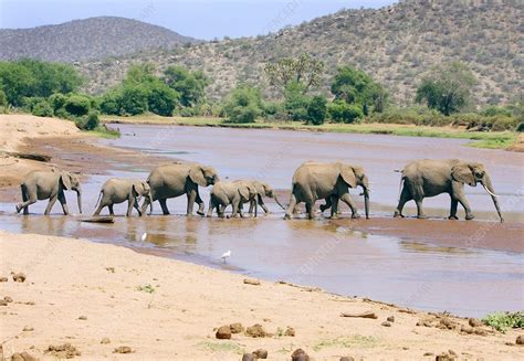 African Elephant Herd Crossing A River Stock Image Z9410164