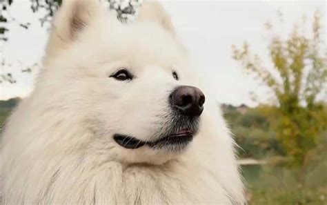 细狗是什么意思 酷自然