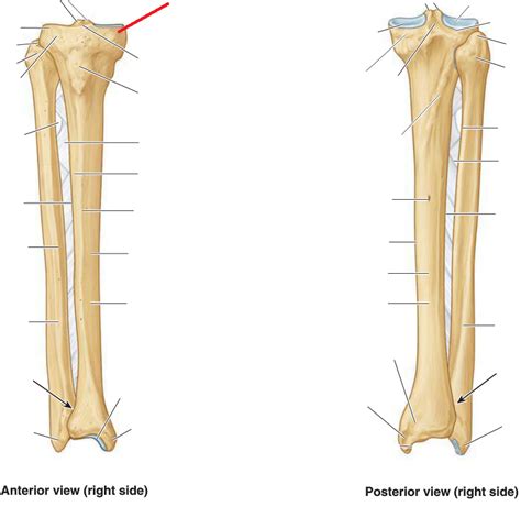 Tibia And Fibula Diagram Quizlet Tibia And Fibula Diagram Quizlet